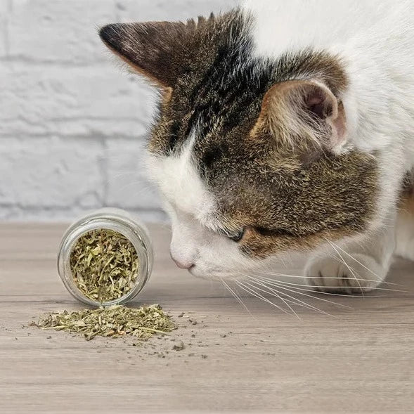 Catnip (3 grams) – Pop Puzzles